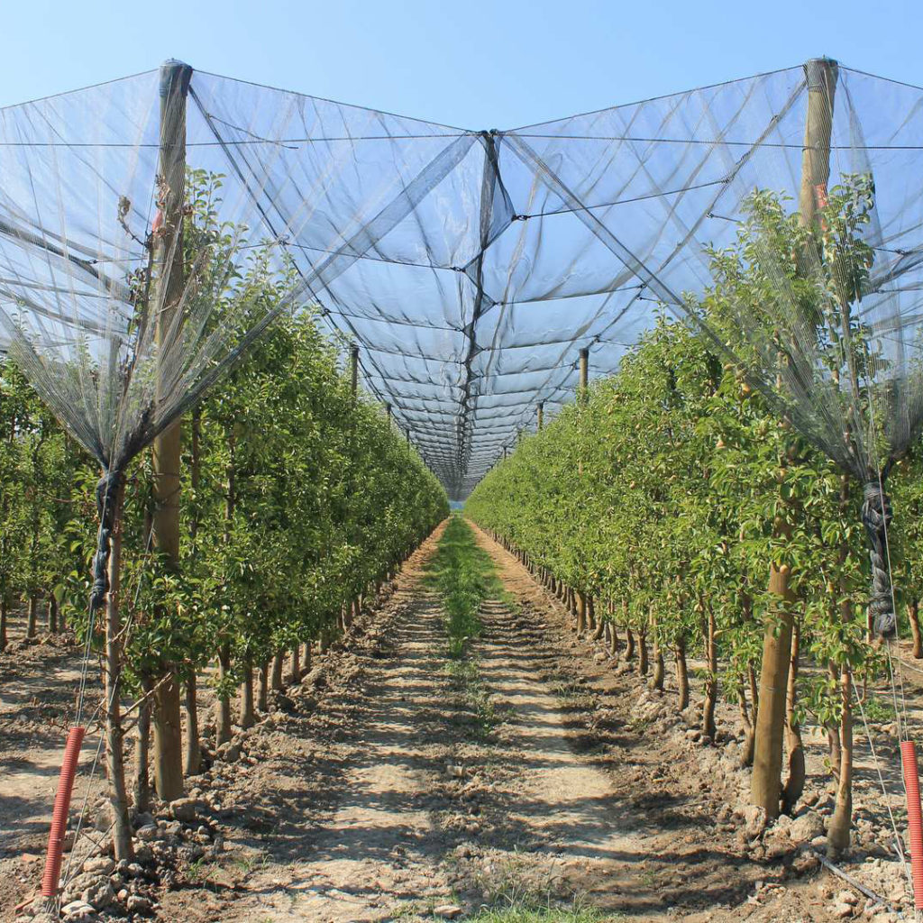 Anti-Hail Netting Protect From Damaging Hailstorms | AGRONEW