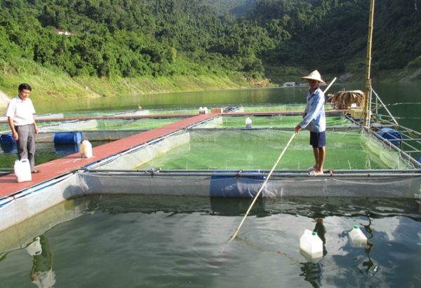 Aquaculture Netting, Fish cage netting | AGRONEW